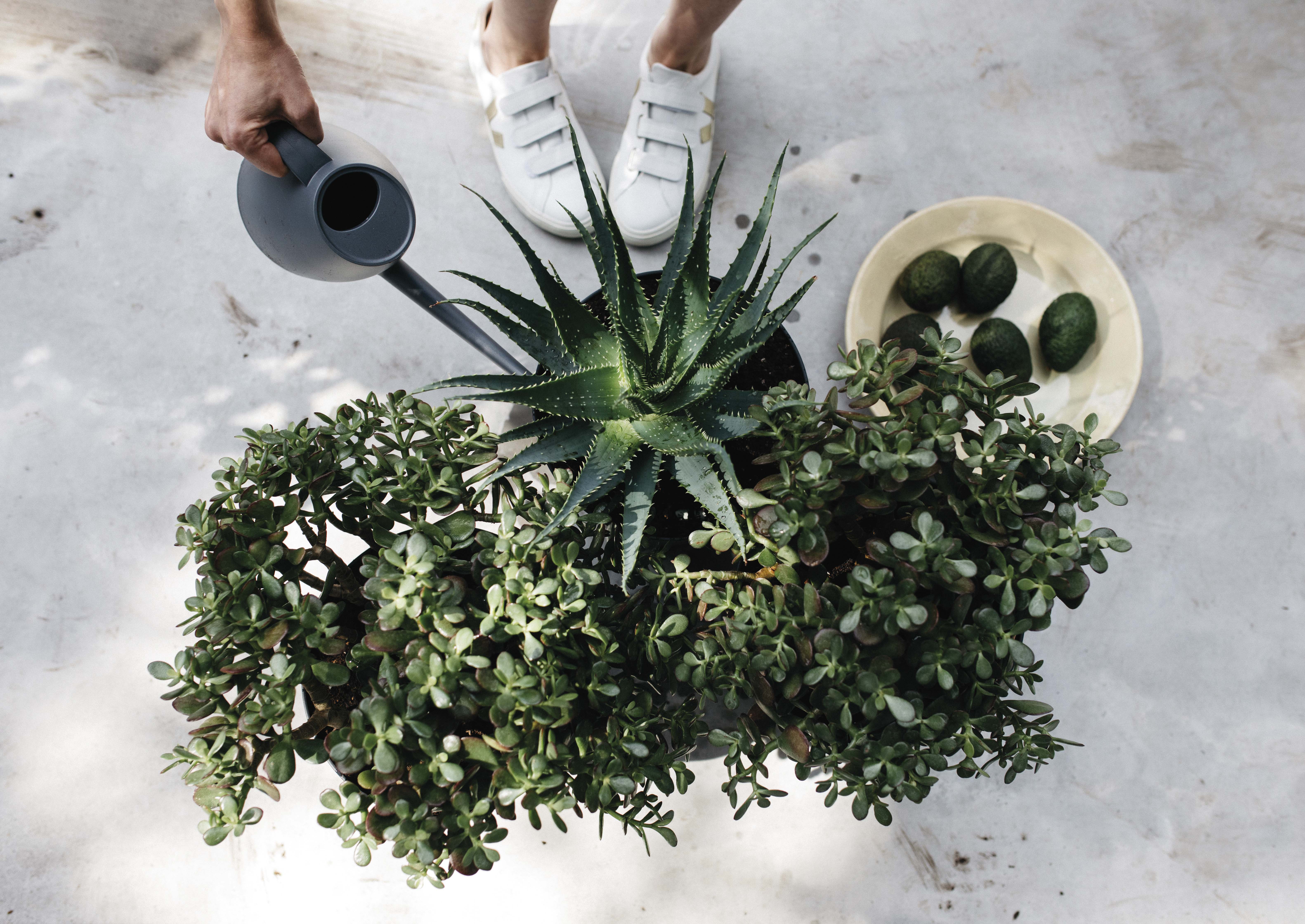 elho flowerpots and planters