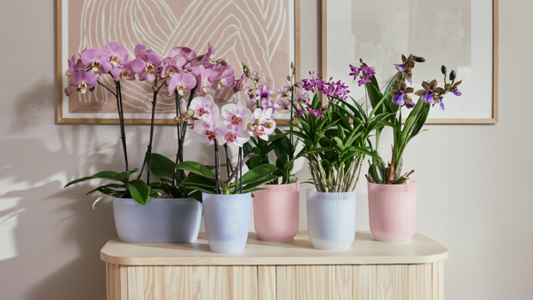 Discover the Magic of Orchids: Colourful & Trendy - elho® - Give room ...