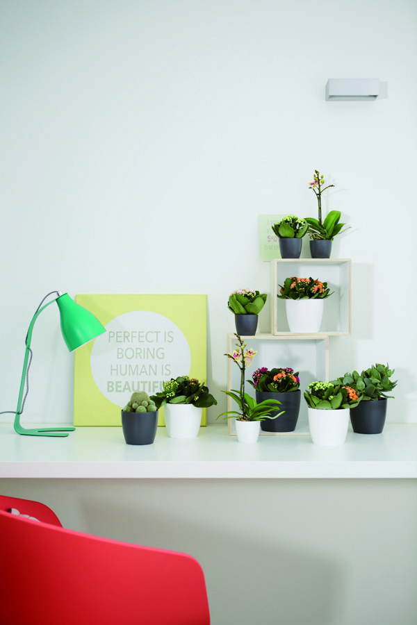 Small but mighty - brighten up your home with mini plants - elho ...